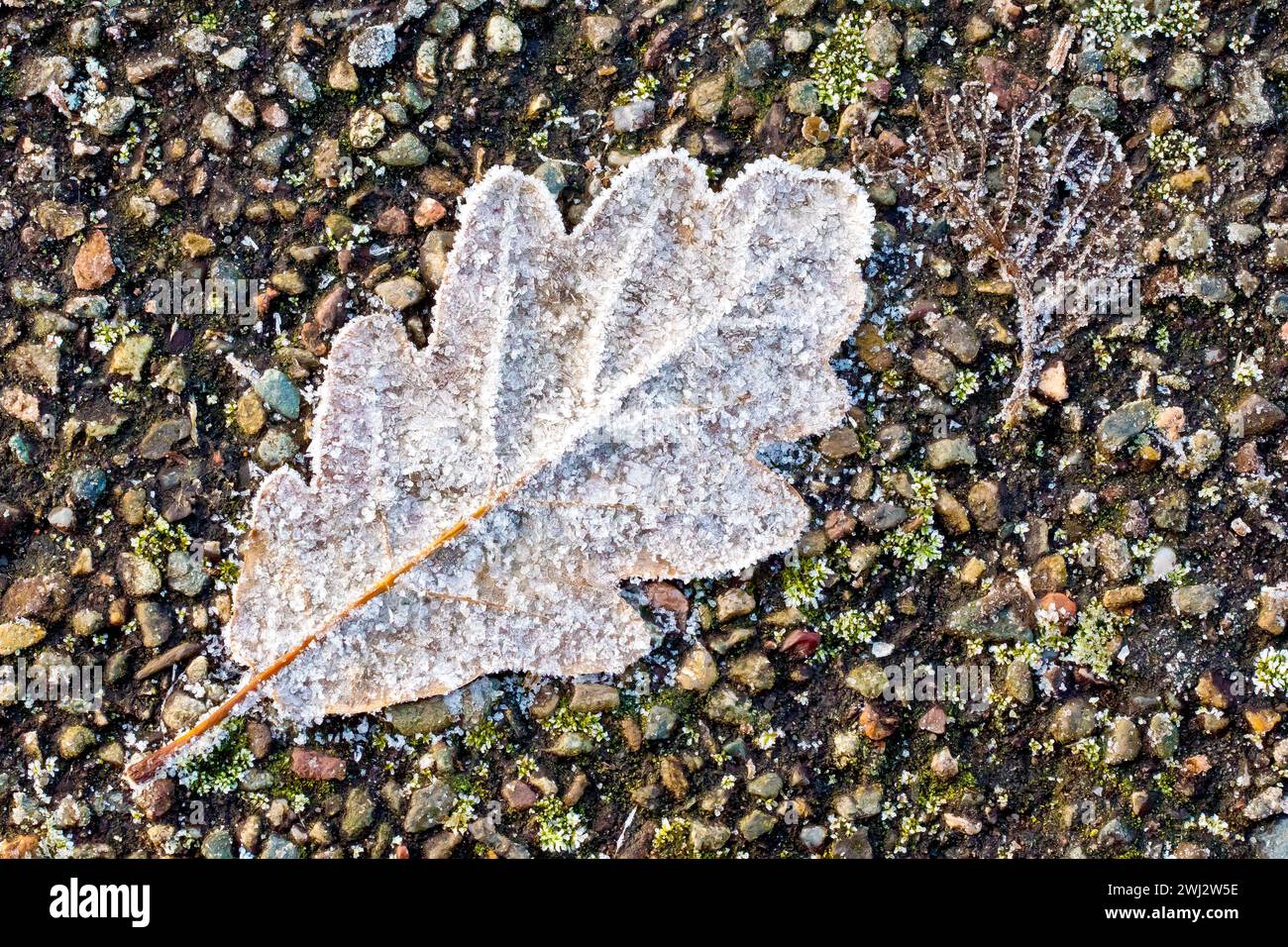 Close up of a fallen oak leaf frozen to a gravel tarmac pavement and ...