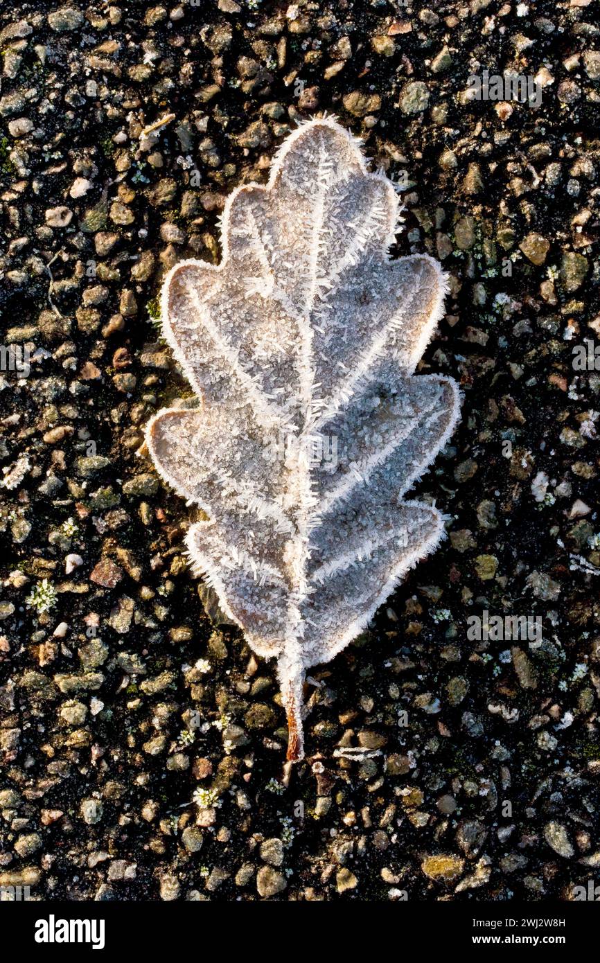 Close up of a fallen oak leaf laying on a gravel tarmac pavement ...
