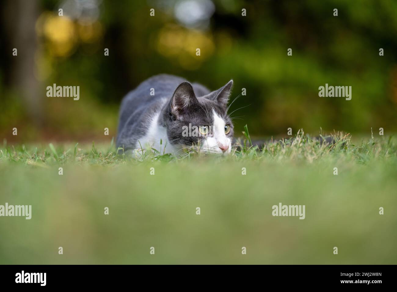 Cute gray and white cat laying low in the grass in a yard ready to ...