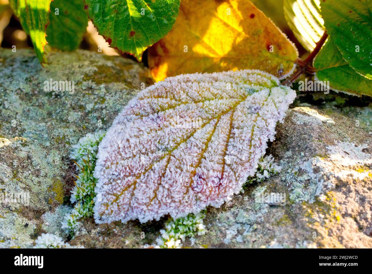 Bramble or Blackberry (rubus fruticosus), close up of a red leaf ...