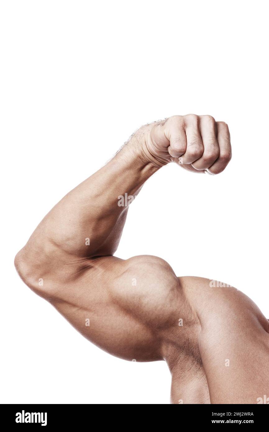 Muscular male arm with bicep peak Stock Photo - Alamy