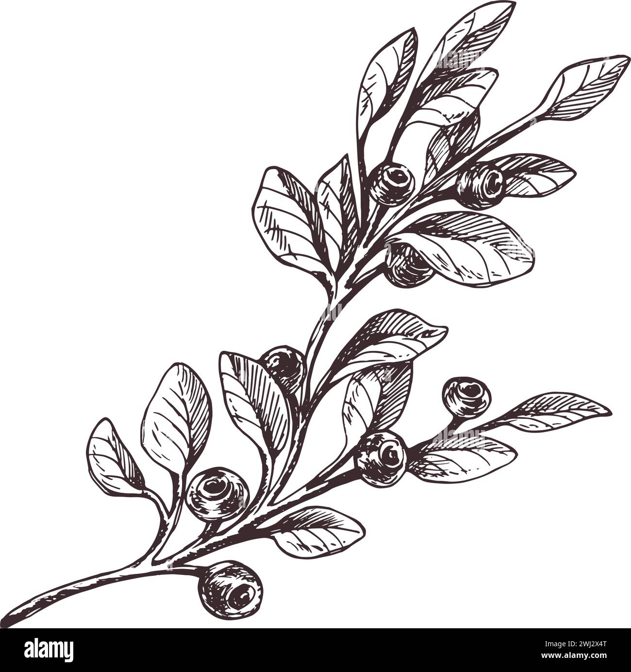 Wild blackberry in forest Stock Vector Images - Alamy