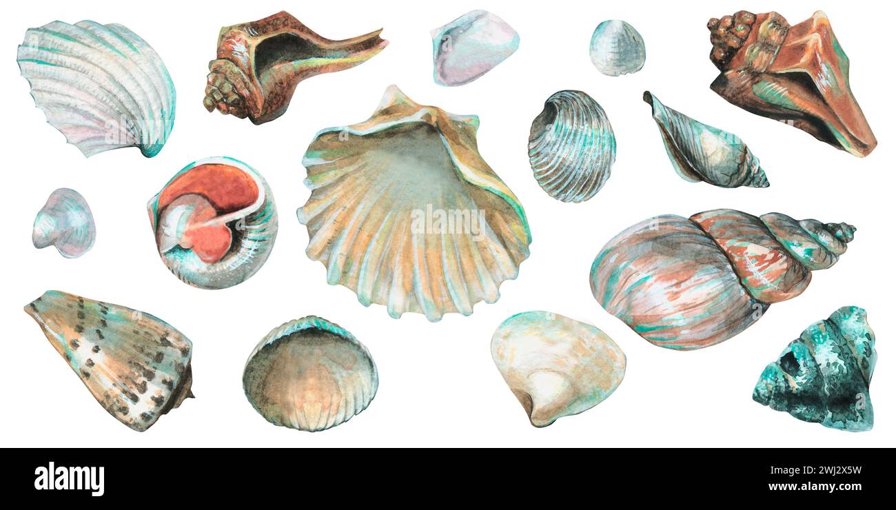Set of Seashells. Big hand drawn Bundle of Sea Shells on isolated ...