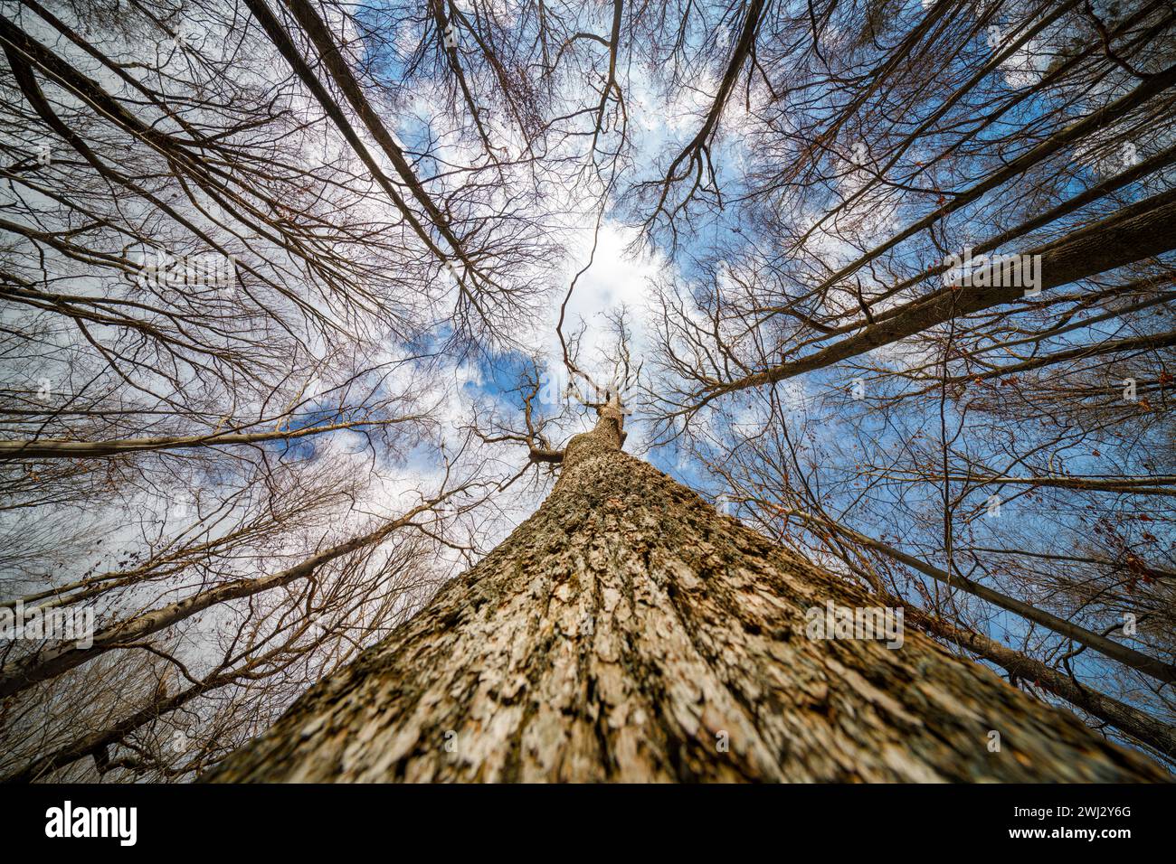 looking up through tree with trunk bark details and blue sky Stock ...