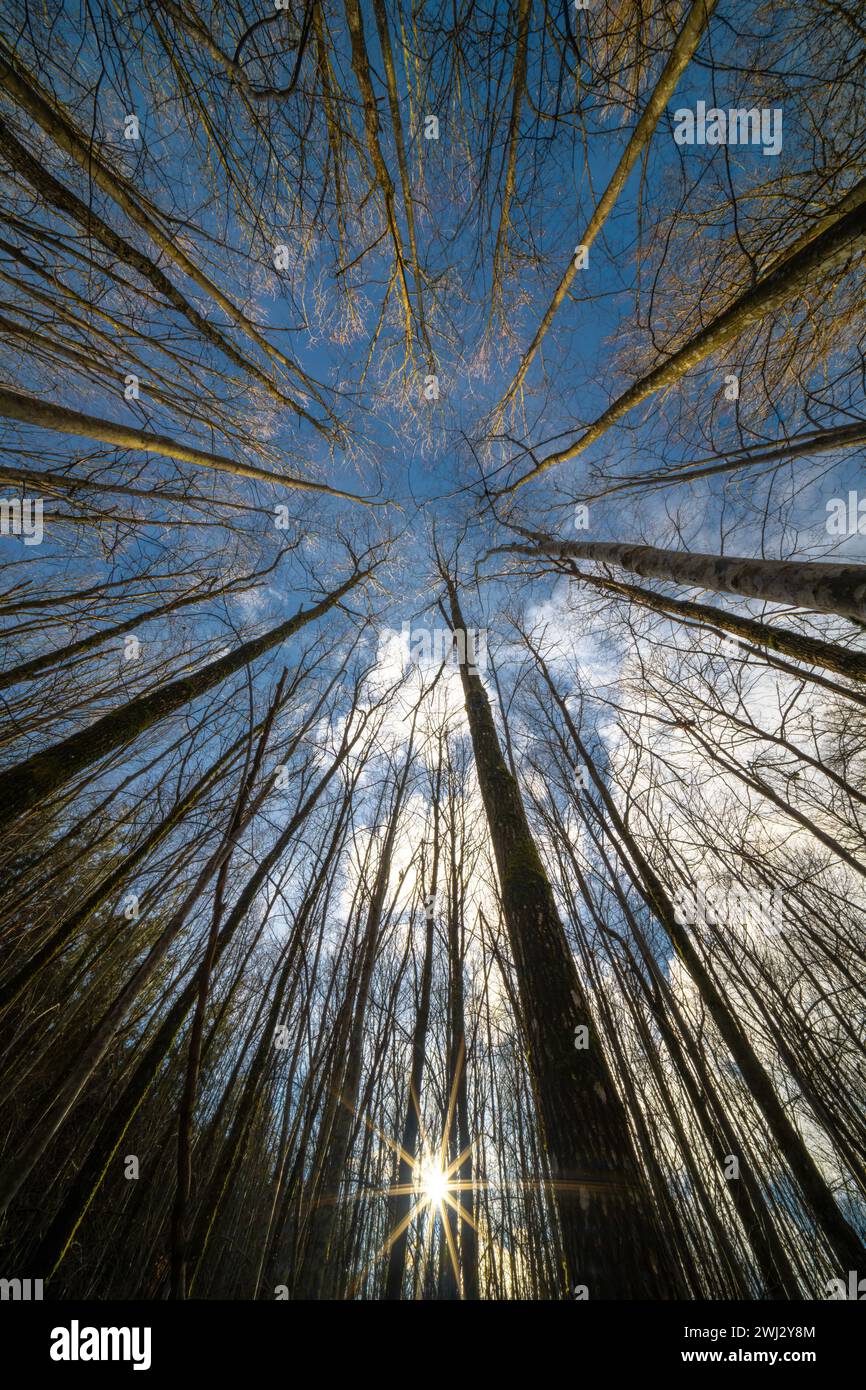 looking up through tree with trunk bark details and blue sky Stock ...