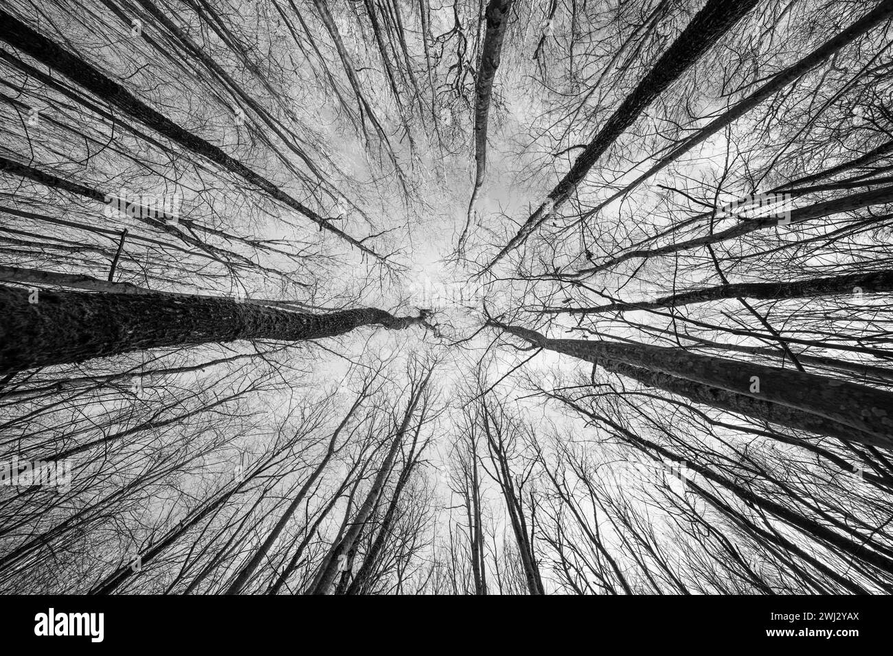 looking up through tree with trunk bark details black and white Stock ...