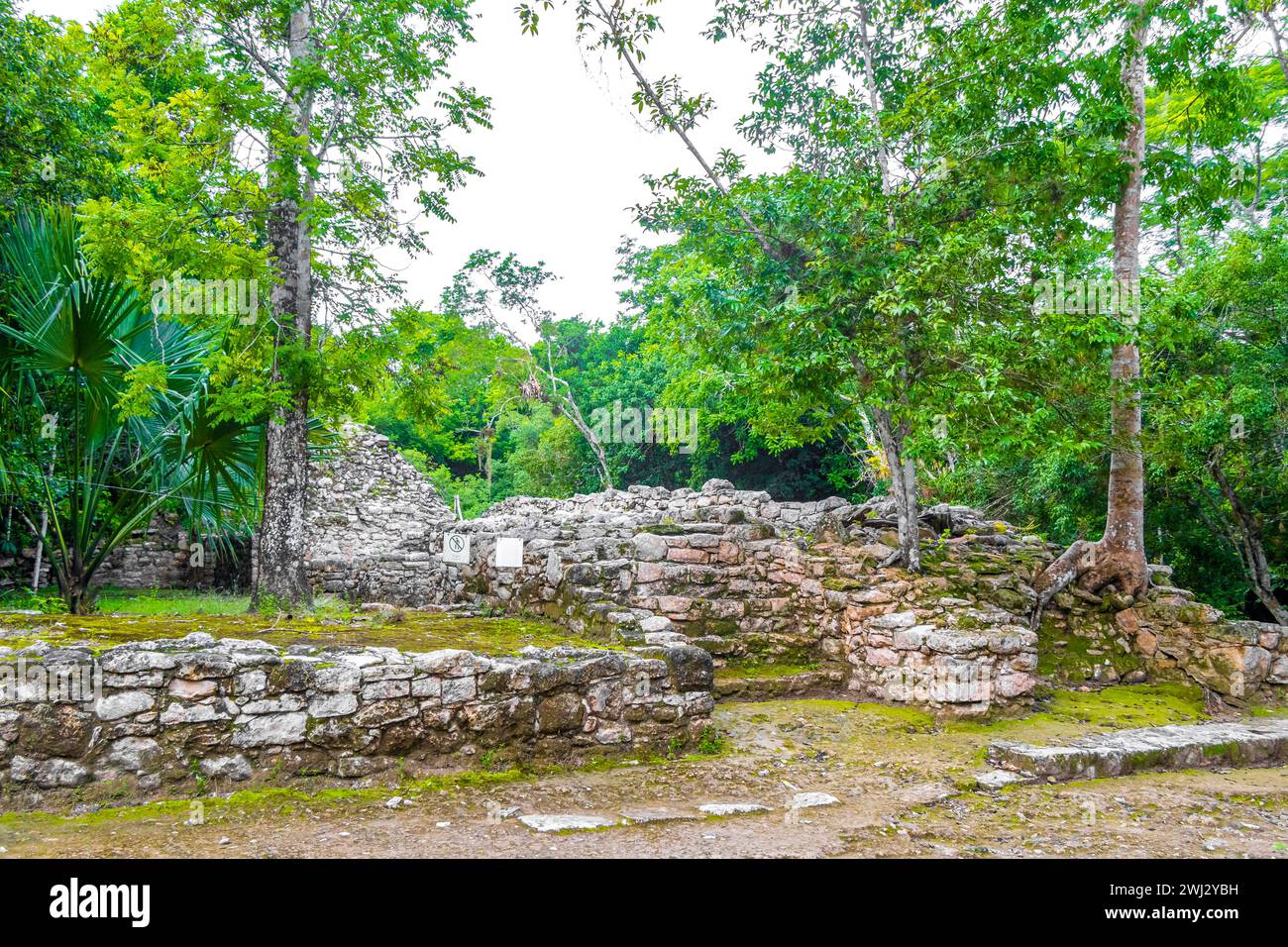 Coba Maya Ruins the ancient buildings and pyramids in the tropical ...