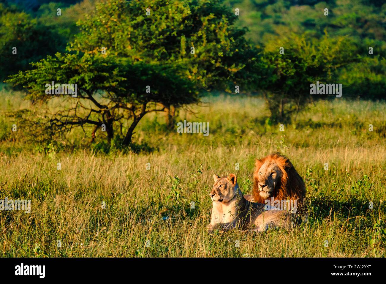 Kruger national park lion sunset hi-res stock photography and images - Alamy