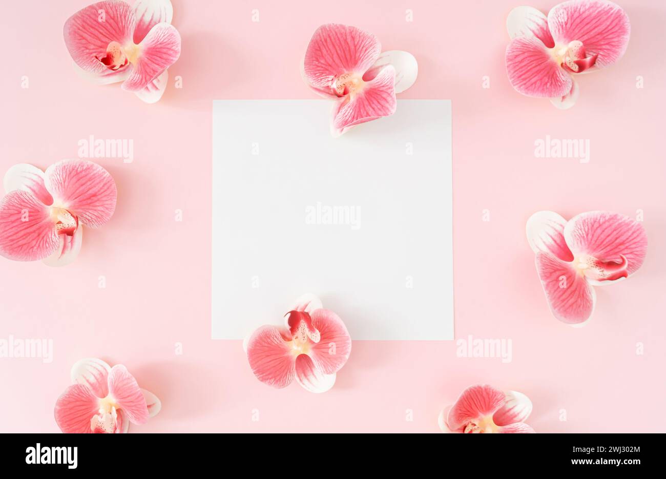 Trendy spring pattern made of pink orchid flower on pastel pink ...