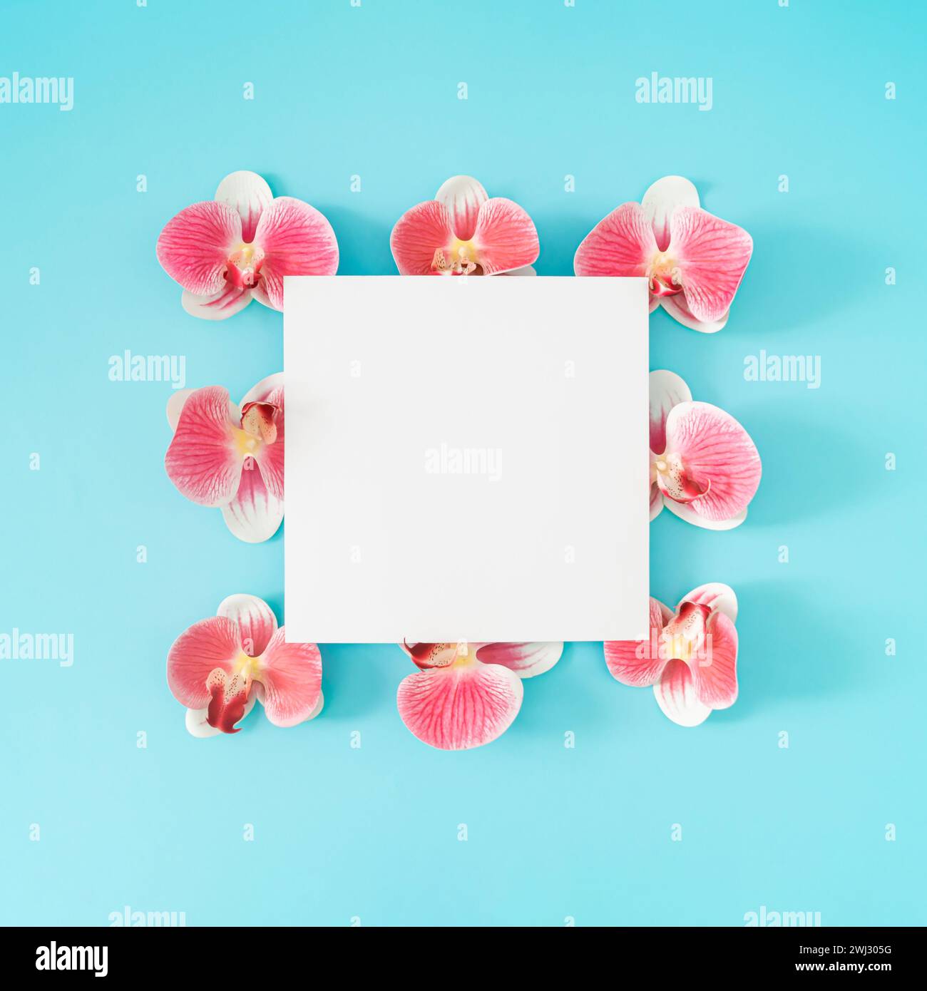 Trendy spring composition made with pink orchid flowers neatly arranged ...