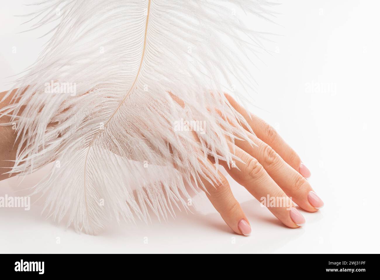 Female hand with smooth skin and soft ostrich feather on white ...