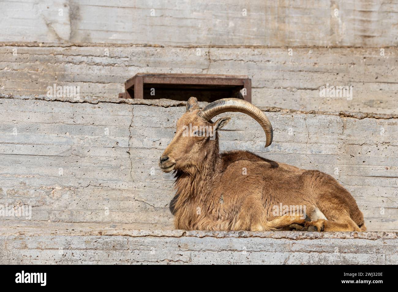 The Barbary Sheep (Ammotragus lervia) inhabits the rugged slopes of the ...