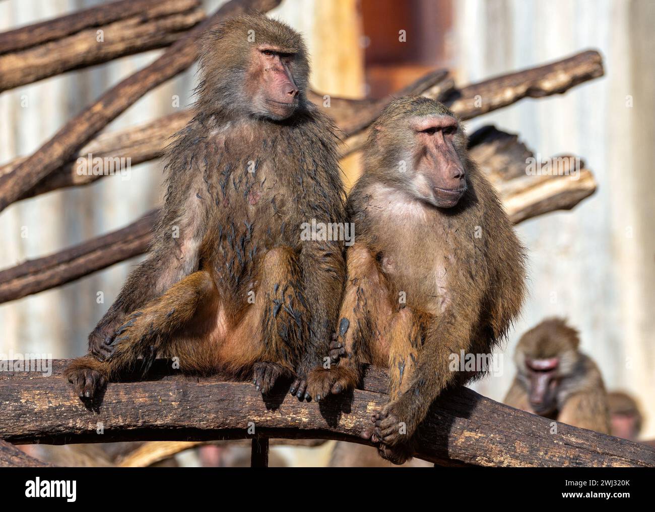 The Baboon (Papio sp.), found in African savannas, is a social primate ...