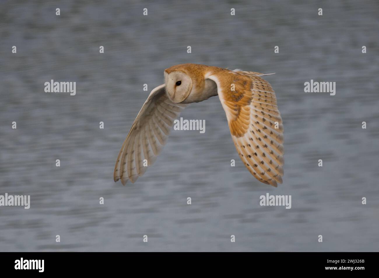 Adult Barn Owl (Tyto alba) in flight against plain background at Ham ...