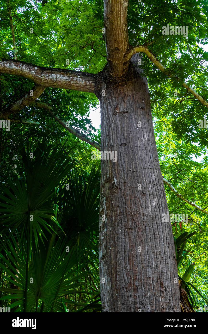 Giant tropical trees in the jungle rainforest at the Ruins in Coba ...