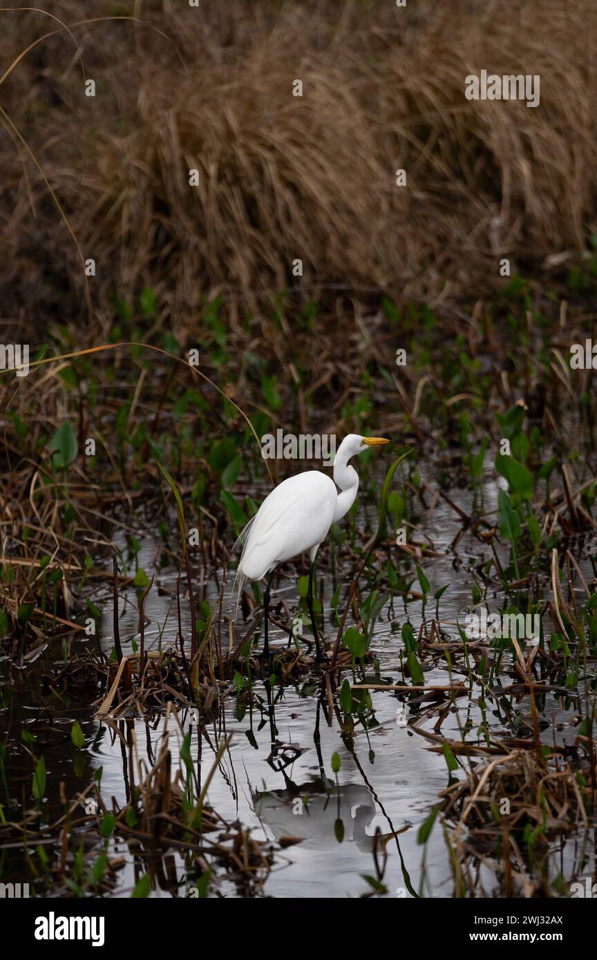 Bird eating tadpoles hi-res stock photography and images - Alamy