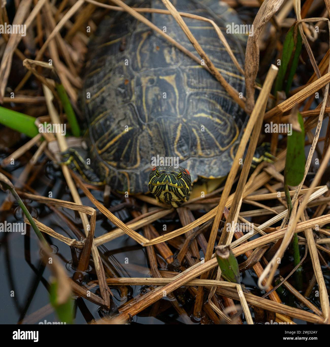 A Red-Eared Slider Turtle at the Houston Arboretum Stock Photo - Alamy