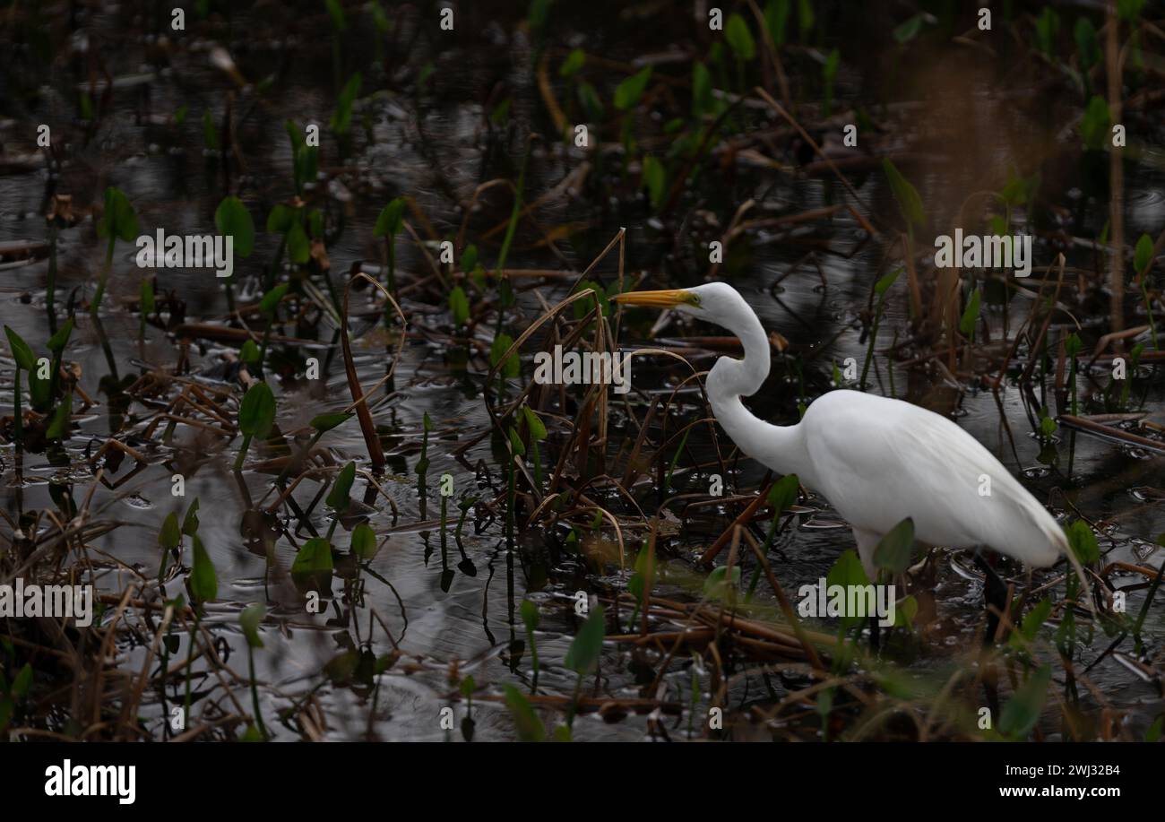 A Greater Egret looking for a meal eating tadpoles. Houston Texas ...