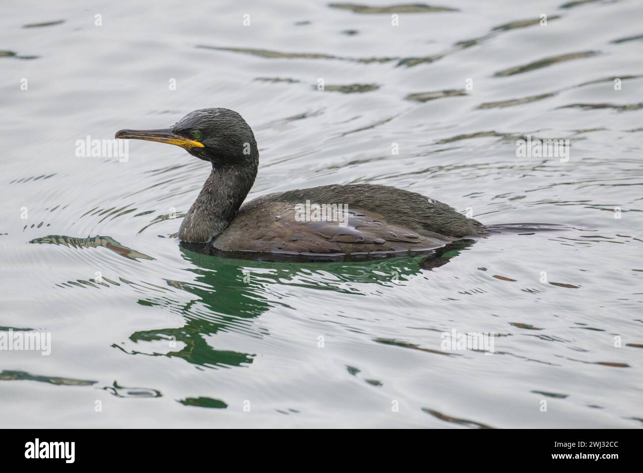 Adult European Shag or Common Shag (Gulosus aristotelis) swimming in ...