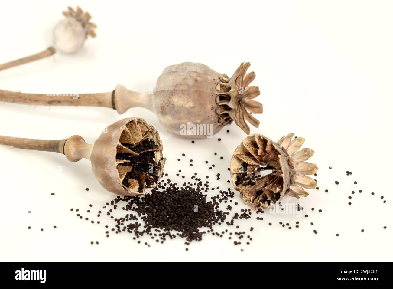 Dried Poppy seeds. plant pod of poppies. close up on bright background ...
