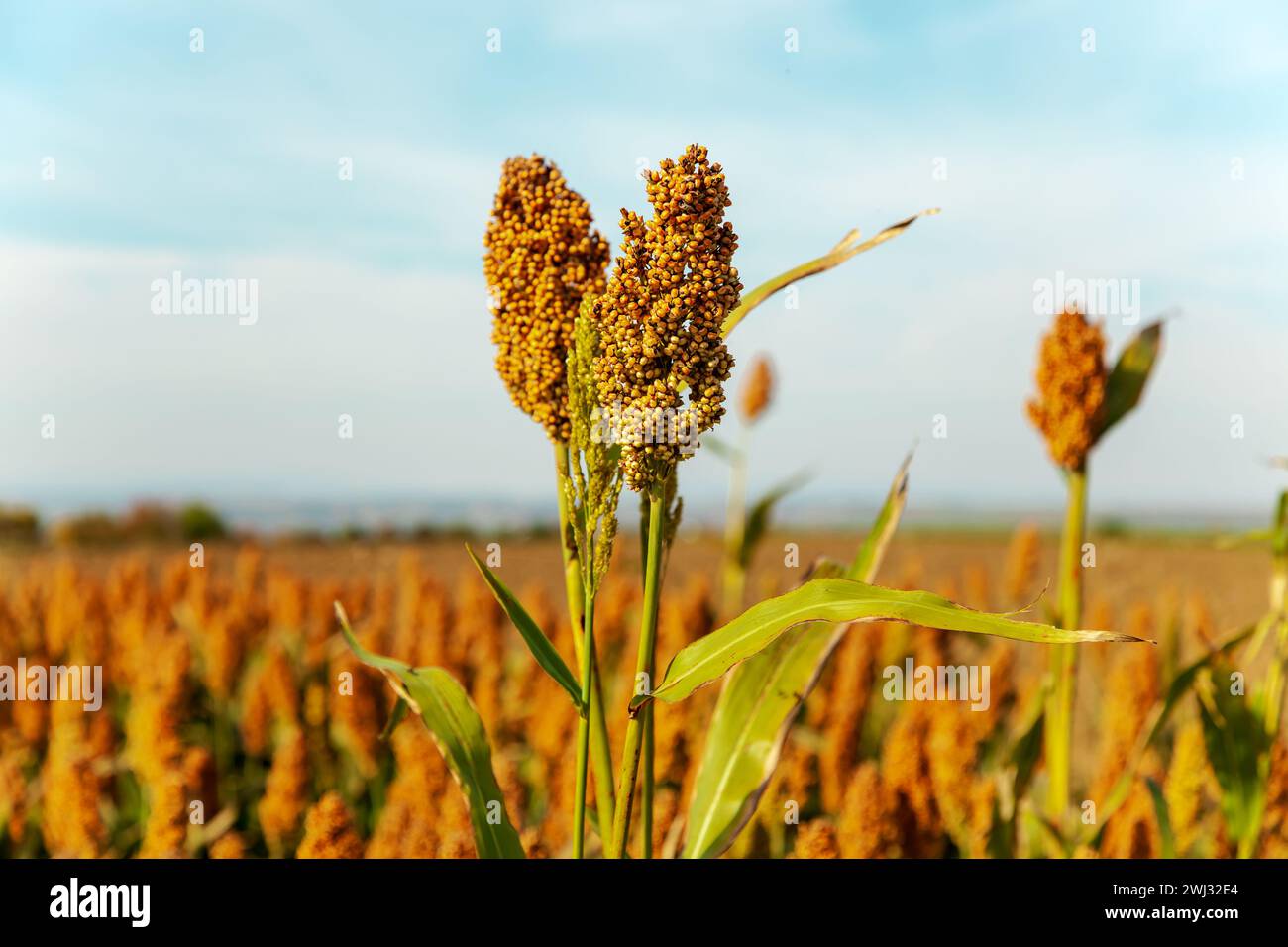 Biofuel and new boom Food, Sorghum Plantation industry. Field of Sweet ...