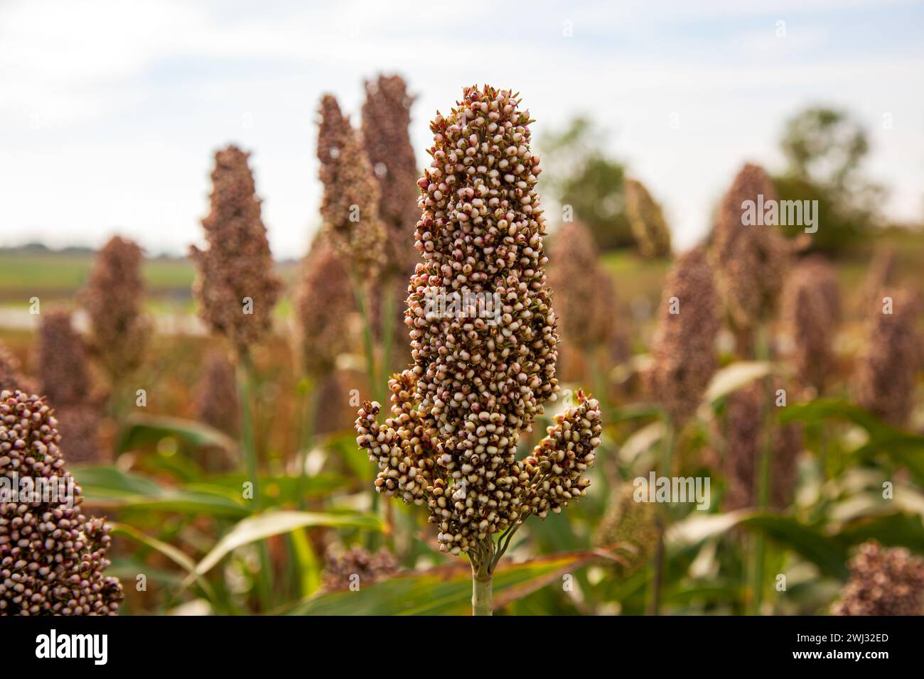 Biofuel and new boom Food, Sorghum Plantation industry. Field of Sweet ...