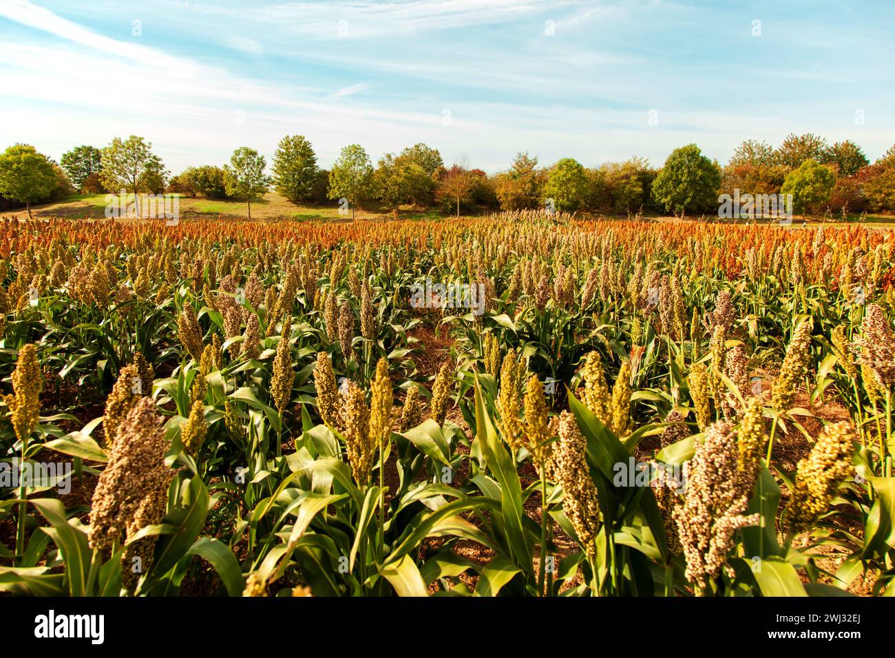 Biofuel and new boom Food, Sorghum Plantation industry. Field of Sweet ...