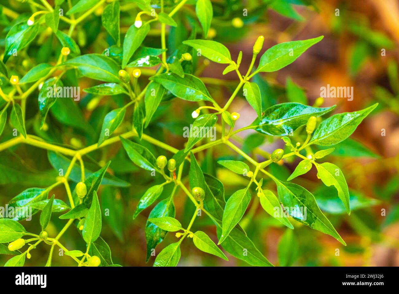 Green chili plant bush tree growing in the wild in Coba Municipality ...