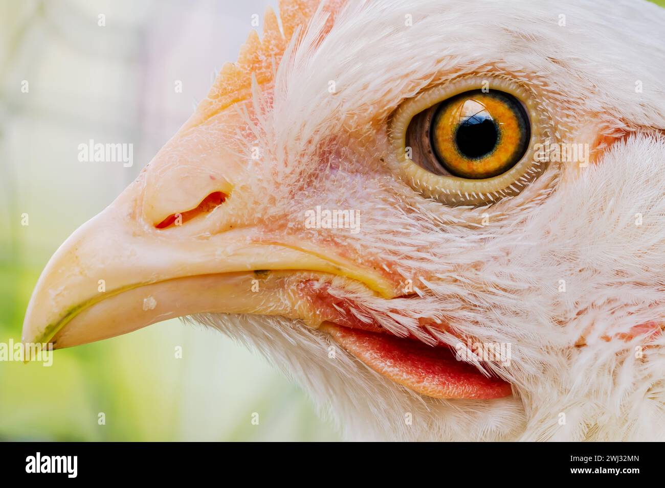 Dual purpose hi-res stock photography and images - Alamy