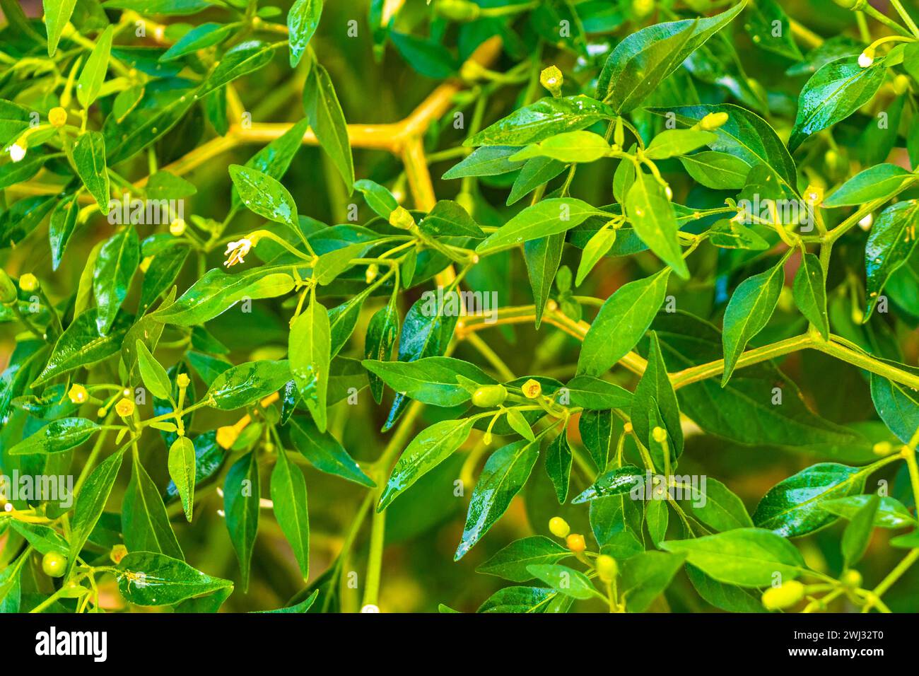 Green chili plant bush tree growing in the wild in Coba Municipality ...