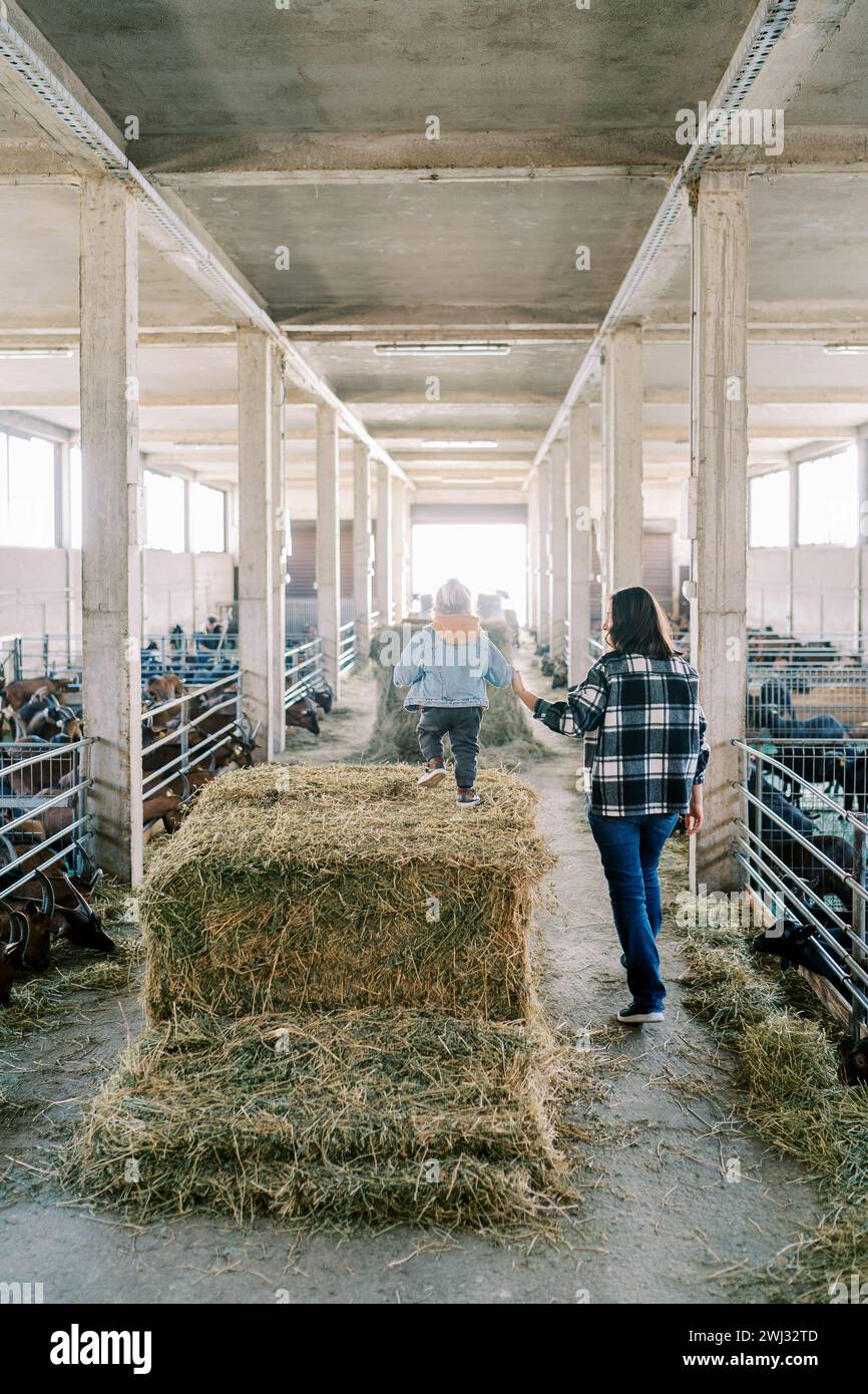 Little girl walks on a haystack holding her mom hand at the farm. Back ...