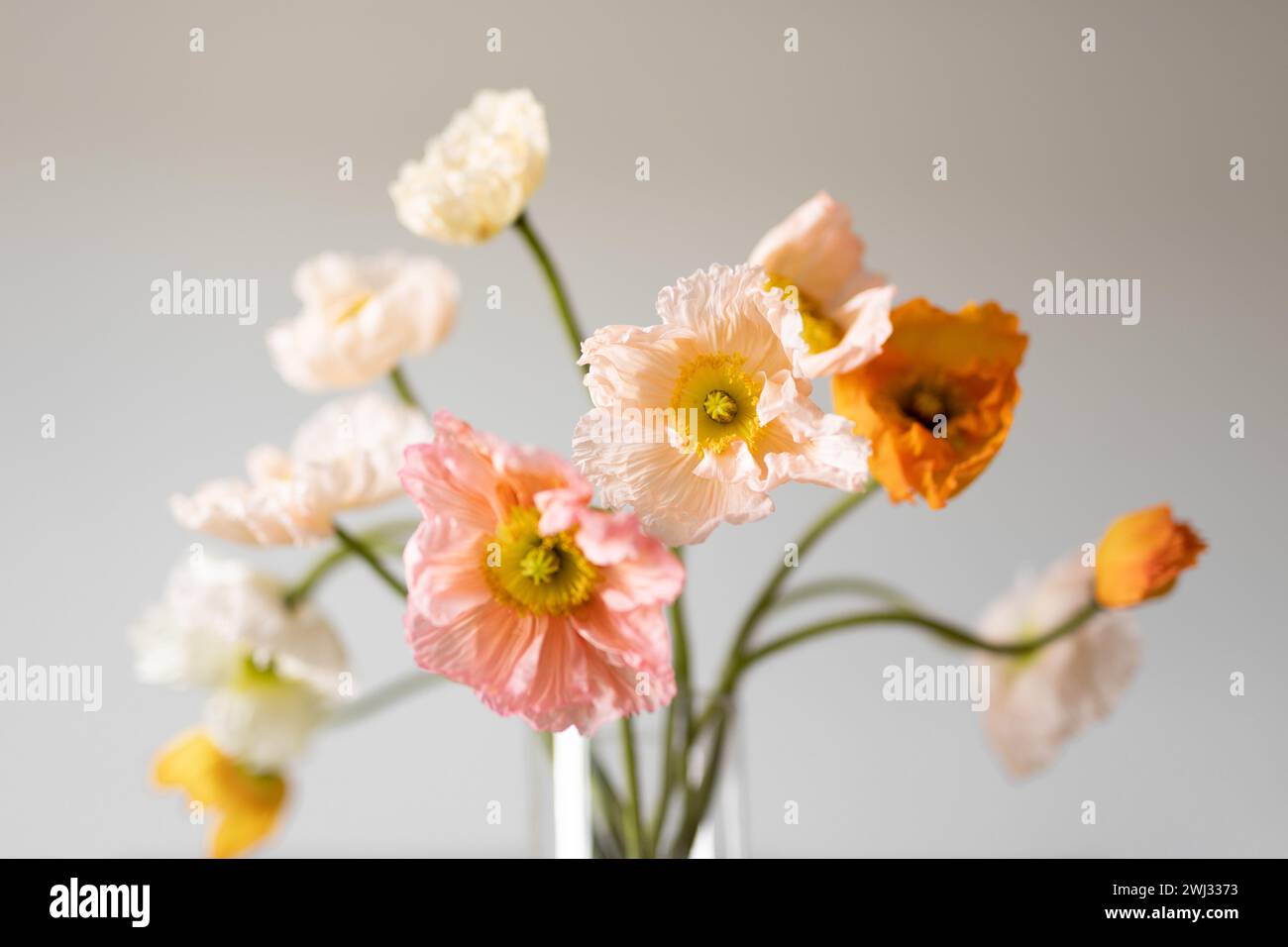 The image features a vibrant display of orange flowers, their petals ...