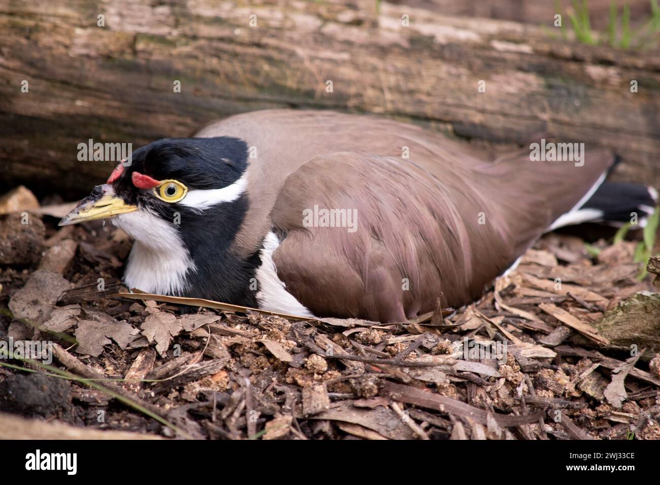 Red wattle hi-res stock photography and images - Alamy