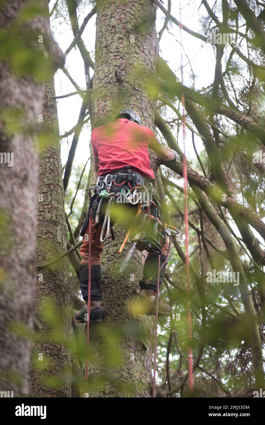 Tree care work hi-res stock photography and images - Alamy