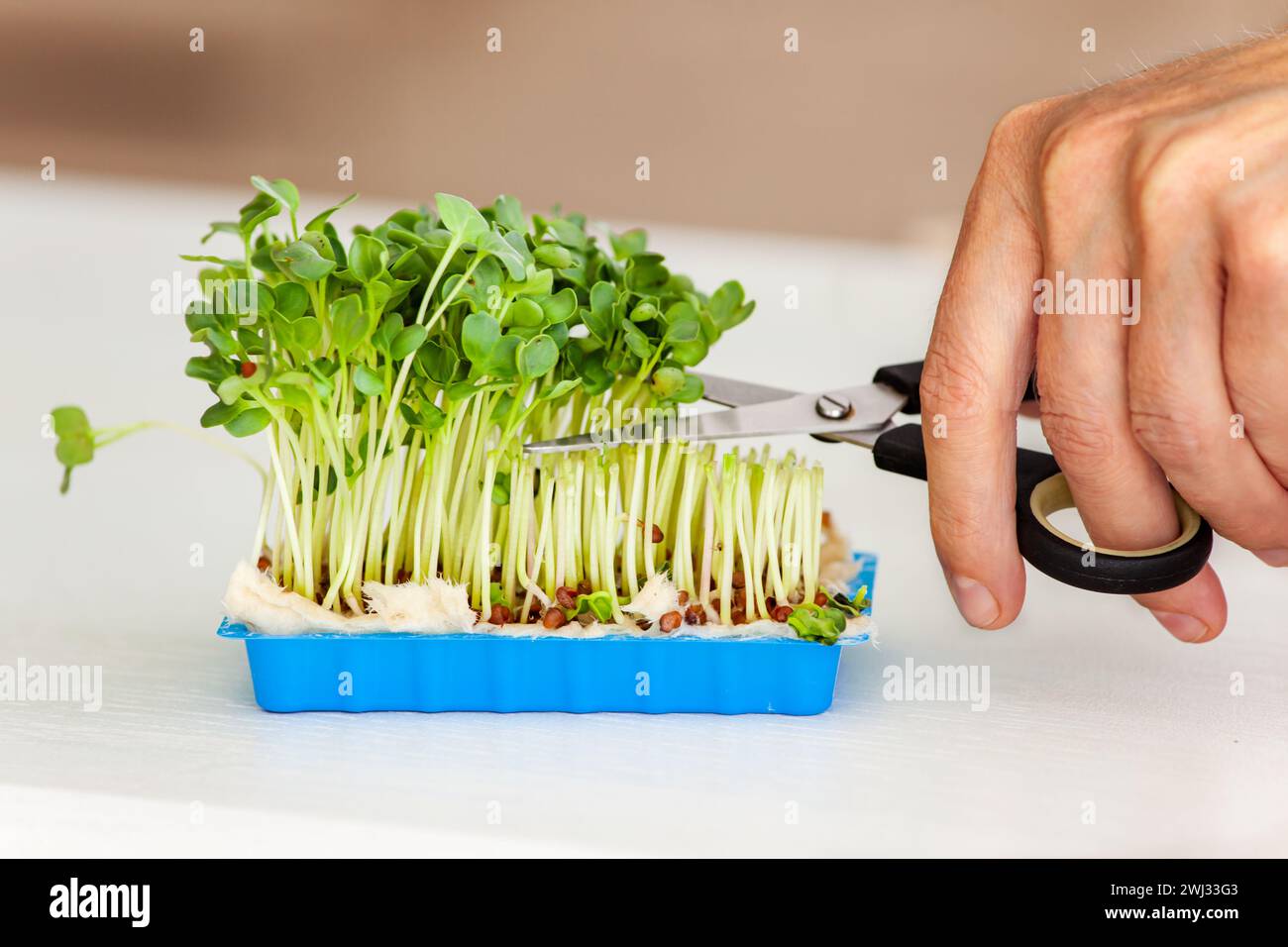 Daikon kaiware hi-res stock photography and images - Alamy