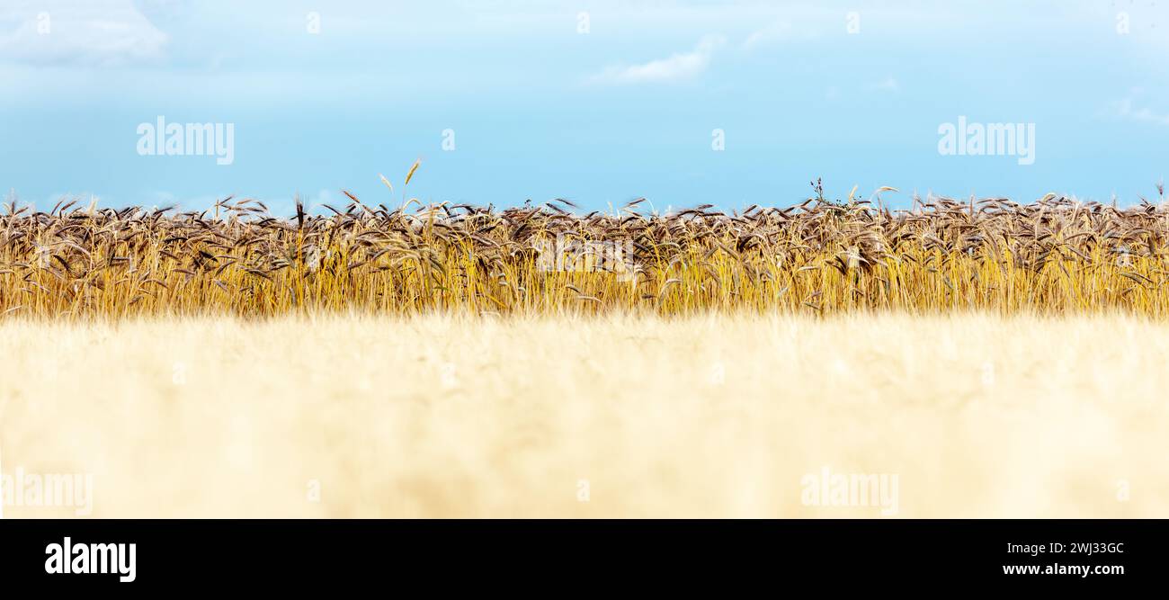 Spikes of black emmer wheat, ancient Egyptian grain growing. Panoramic ...