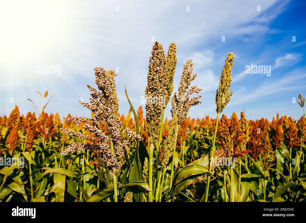 Biofuel and new boom Food, Sorghum Plantation industry. Field of Sweet ...