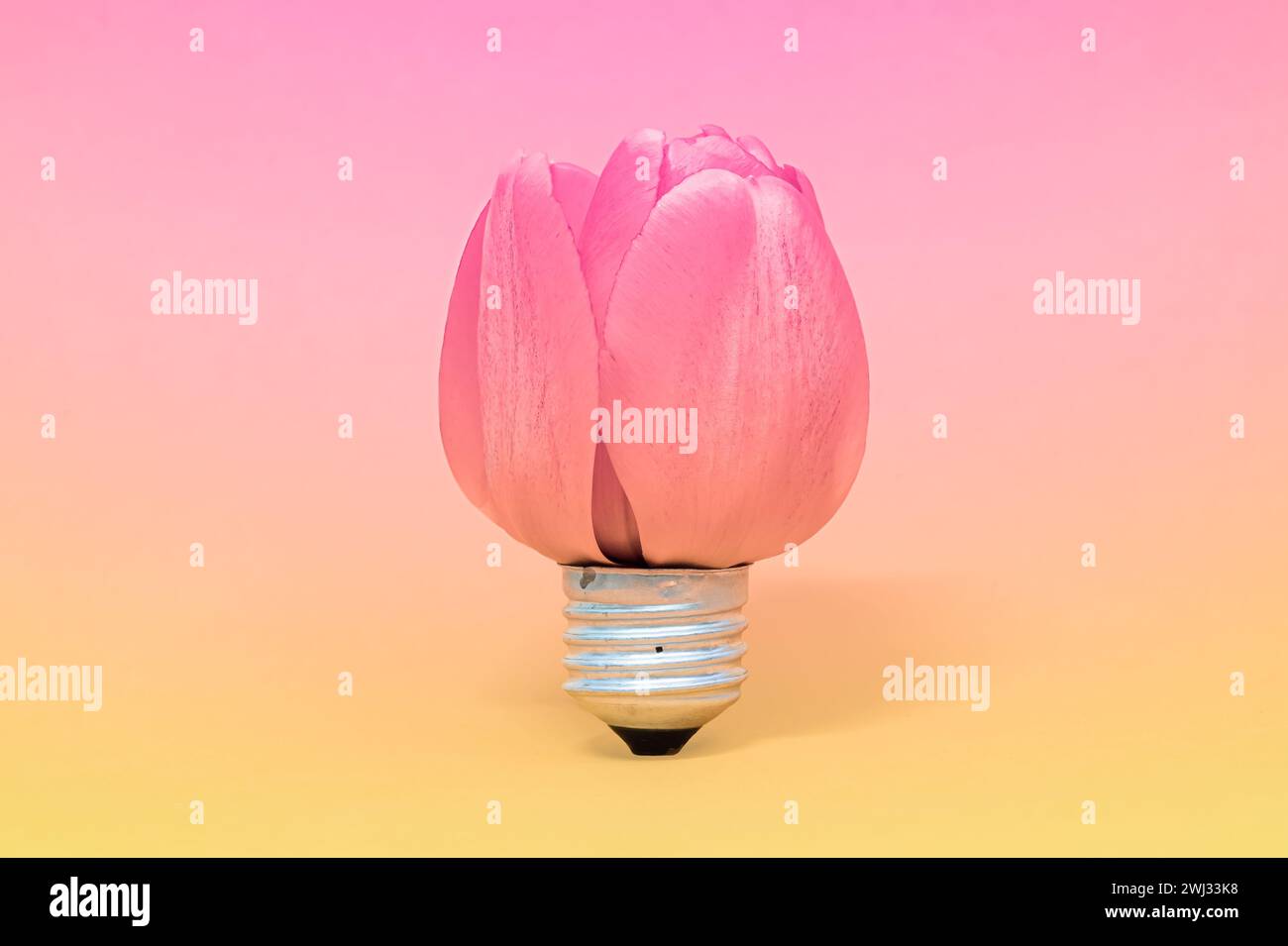Creative concept plant Blossom photo of tulip flower in the shape of ...