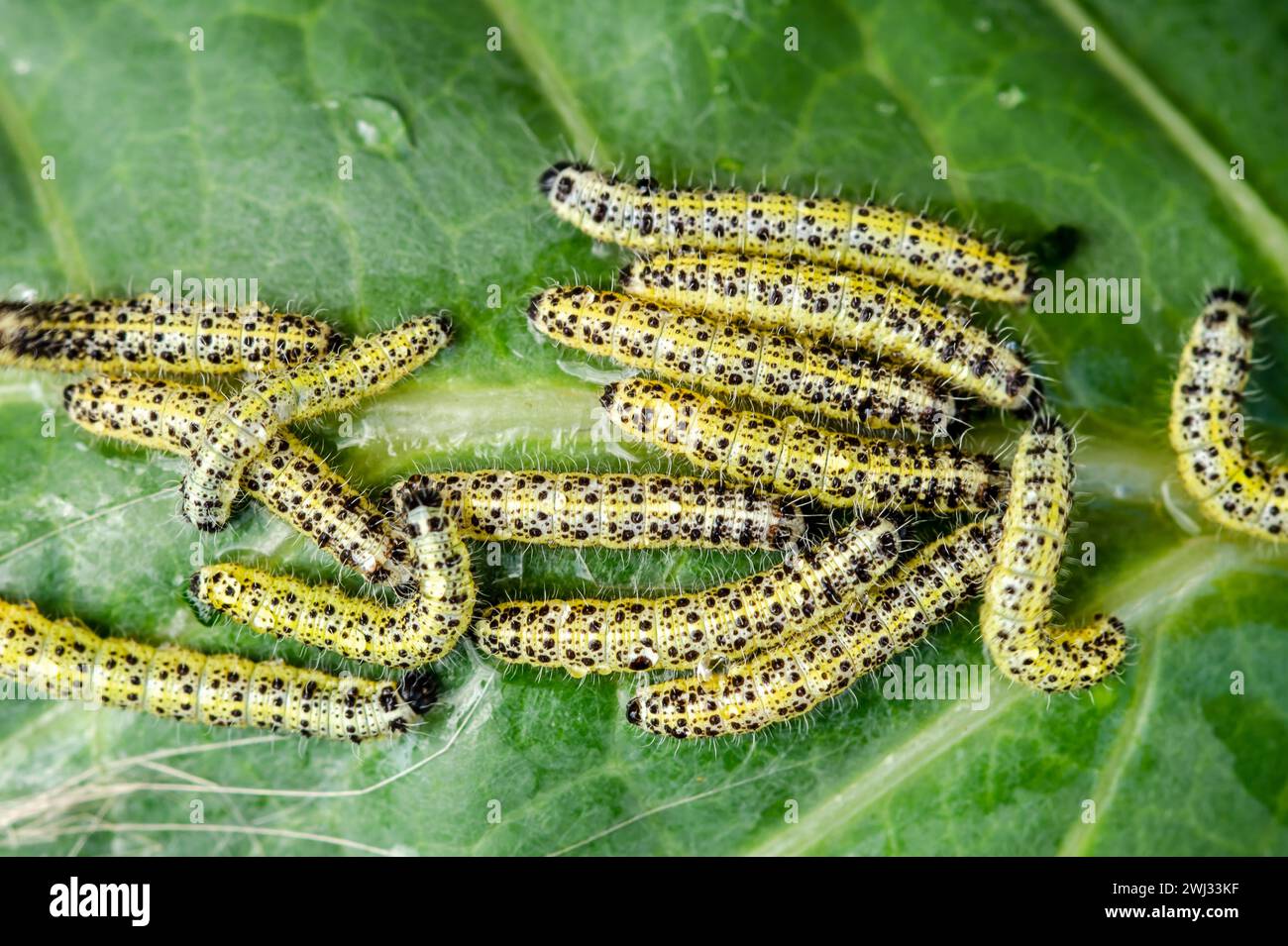 Caterpillars on brussels sprout leaf hi-res stock photography and ...