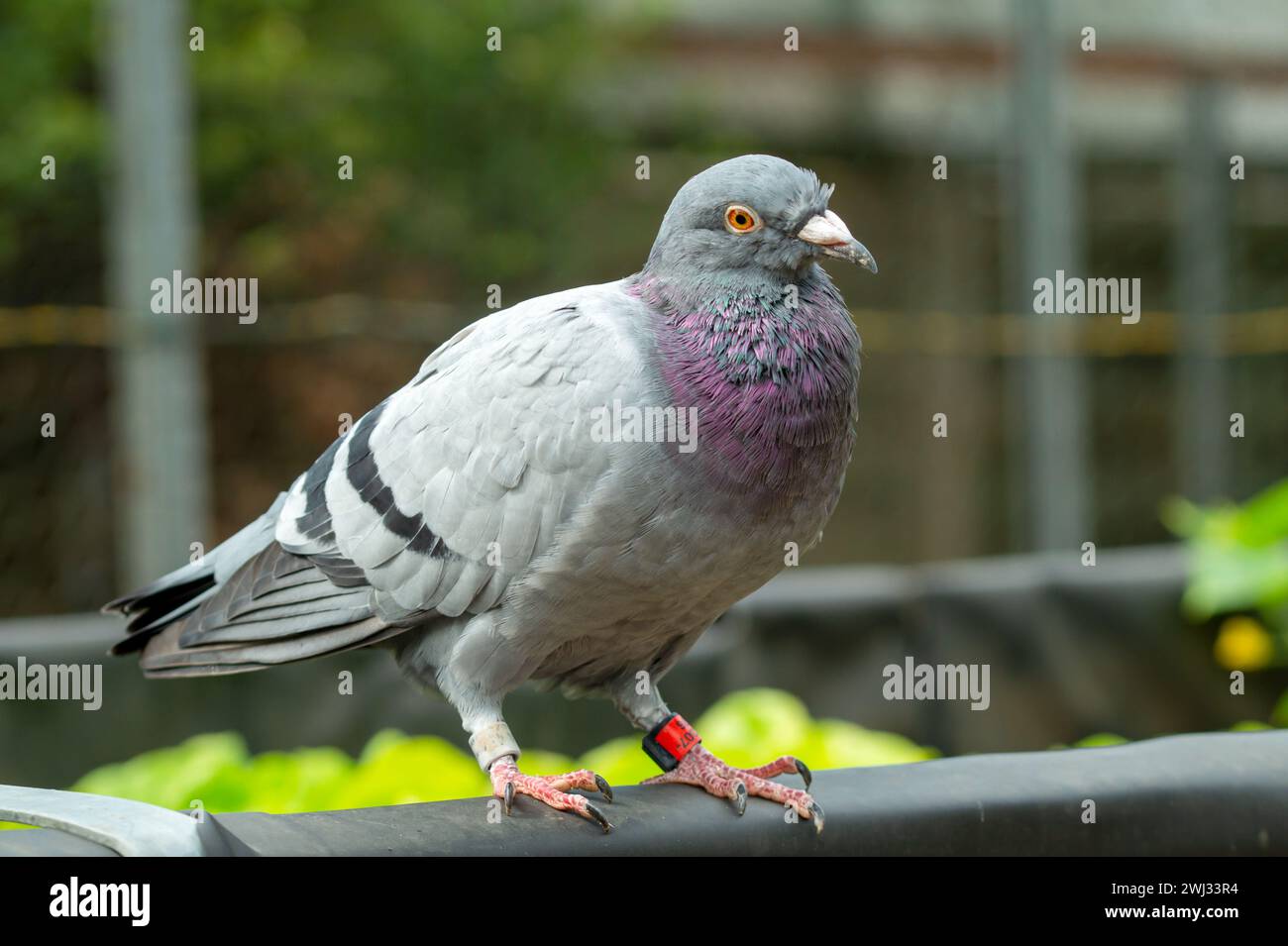 Homing pigeon. close up of full body of speed racing pigeon bird with ...