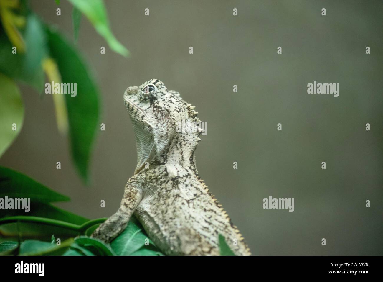 Boyd’s forest dragon has very enlarged cheek scales, a prominent nuchal ...