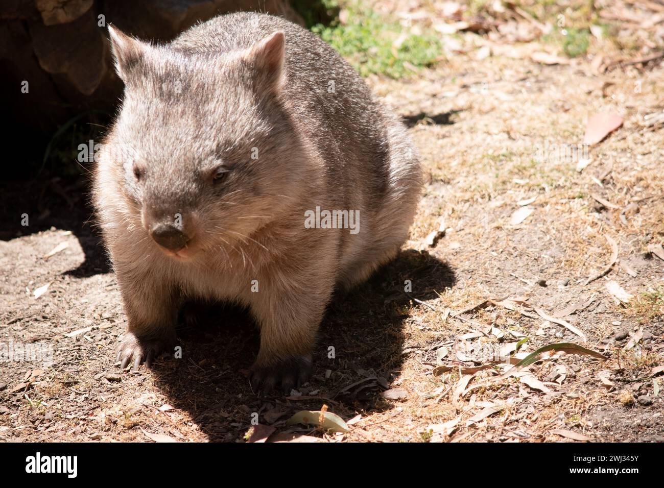 The Common Wombat has a large nose which is shiny black, much like that ...