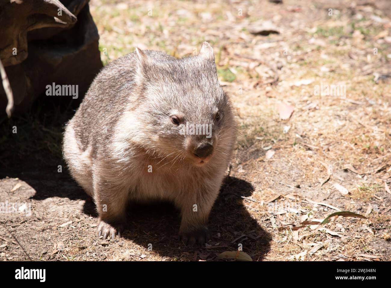 The Common Wombat has a large nose which is shiny black, much like that ...