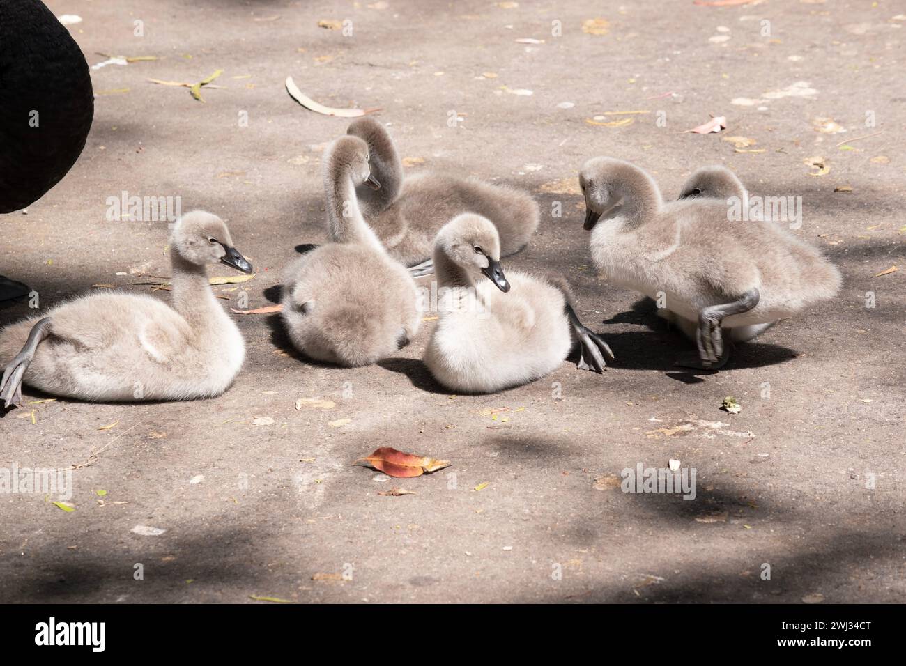 Cygnet black bill hi-res stock photography and images - Alamy