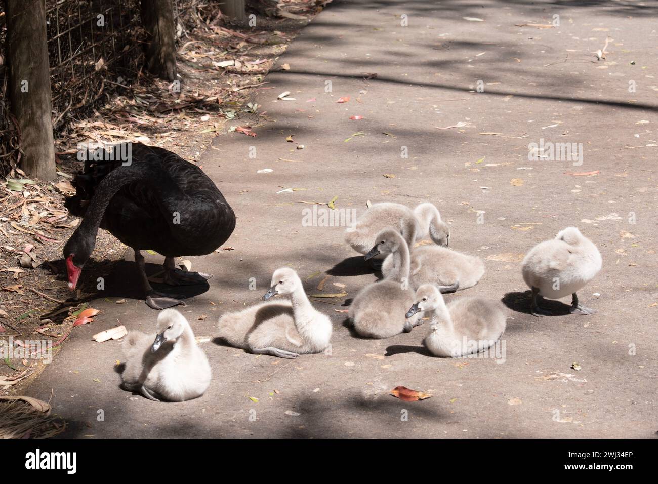 Cygnet black bill hi-res stock photography and images - Alamy