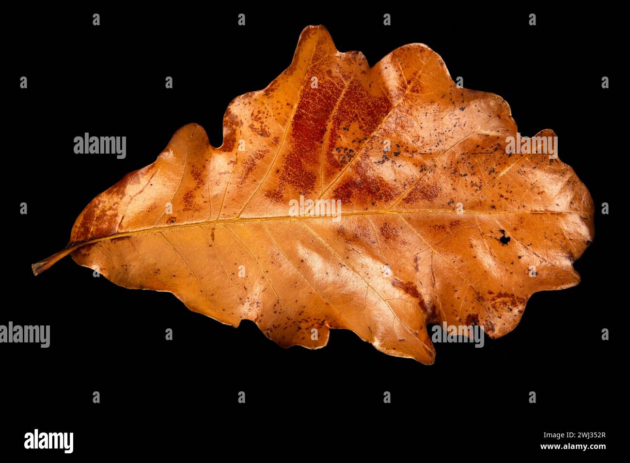 Dried leaf composition hi-res stock photography and images - Alamy