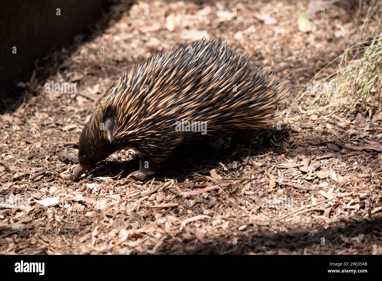 the short nosed echidna has strong-clawed feet and spines on the upper ...