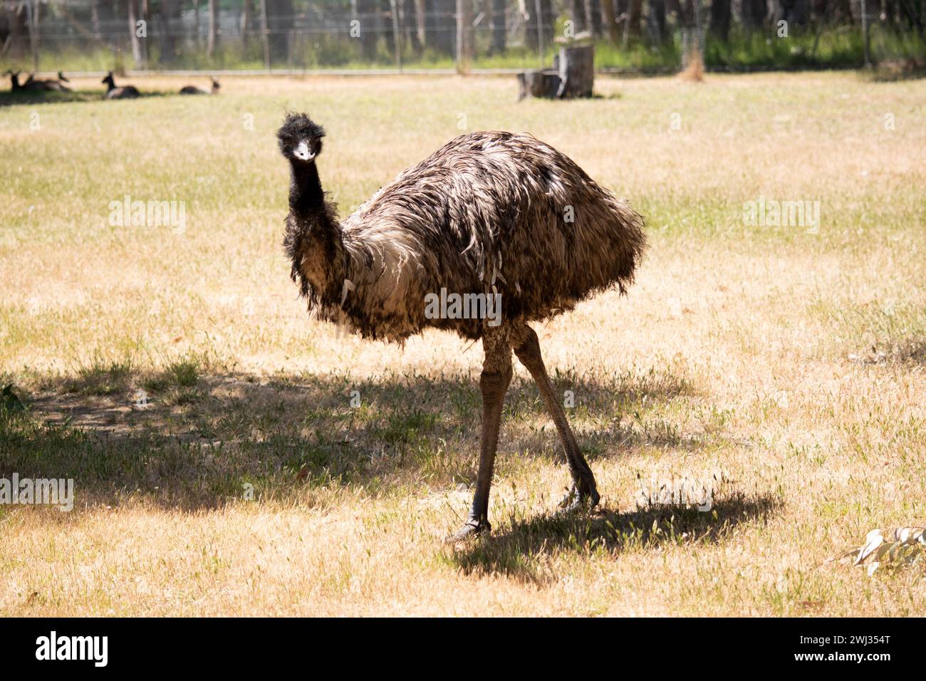 Emus are covered in primitive feathers that are dusky brown to grey ...
