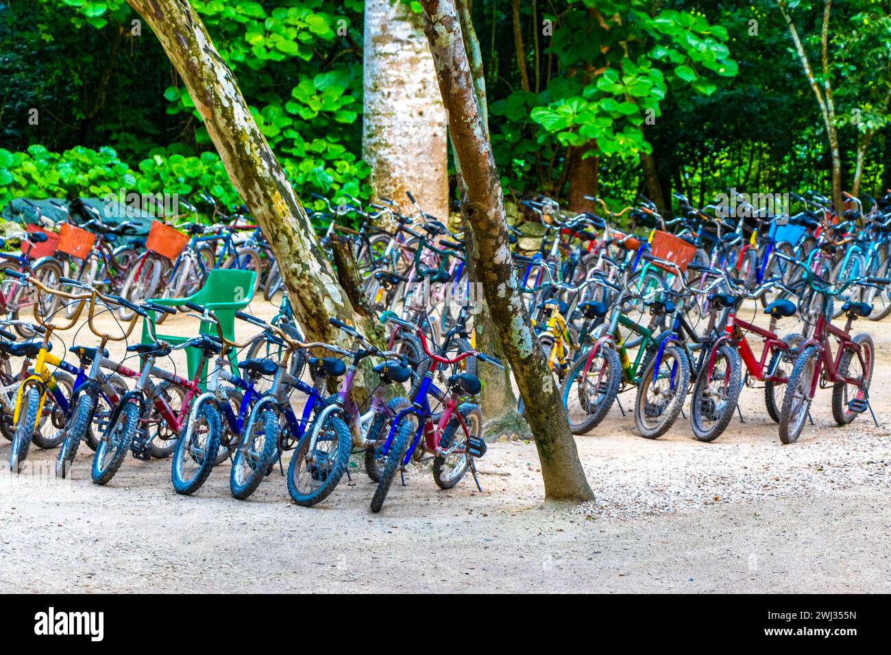Coba Quintana Roo Mexico 01. October 2023 Rent a bike bicycle tricycle and ride through the ...
