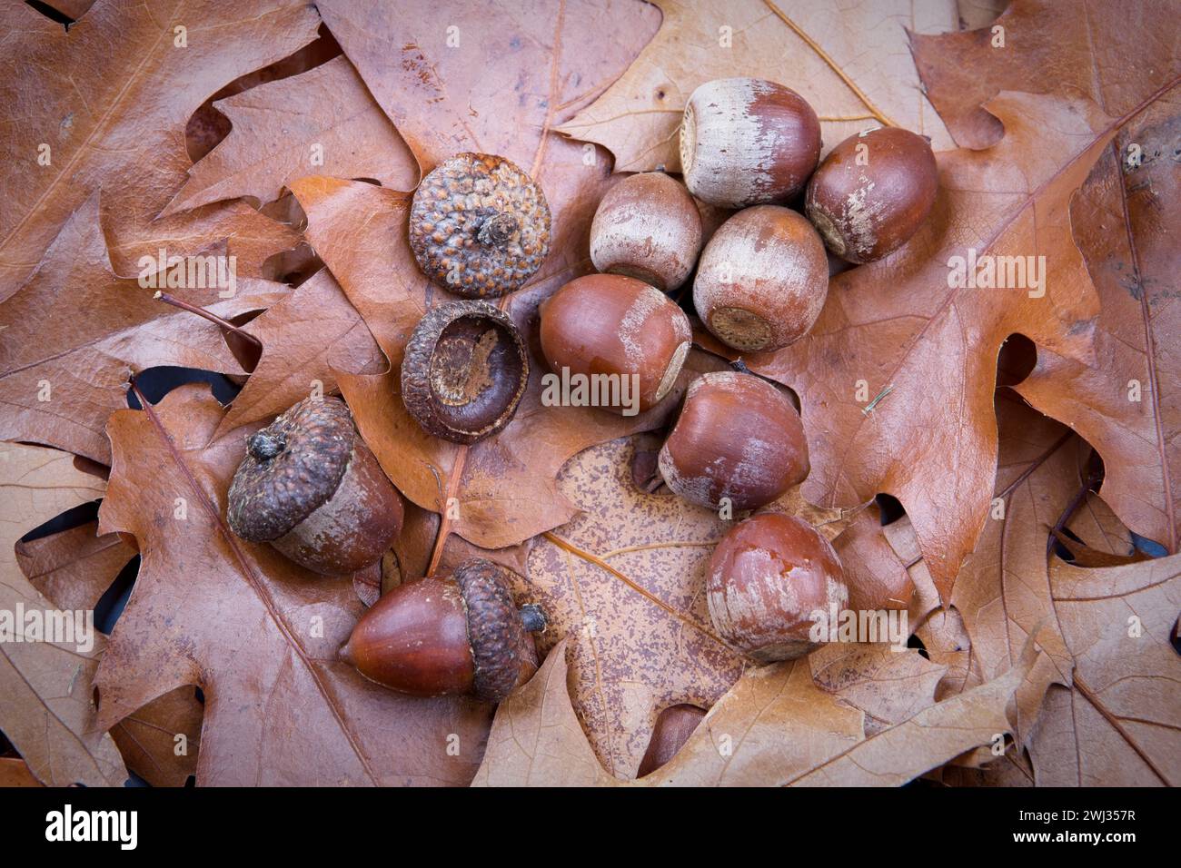 Still life with acorns hi-res stock photography and images - Alamy
